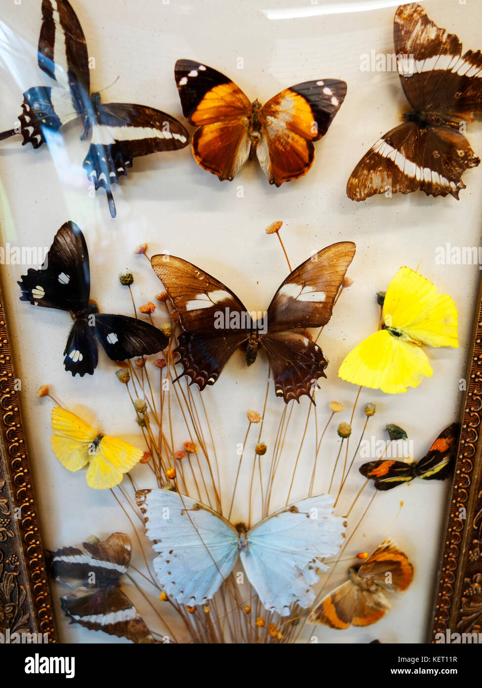 Framed butterflies hi-res stock photography and images - Alamy