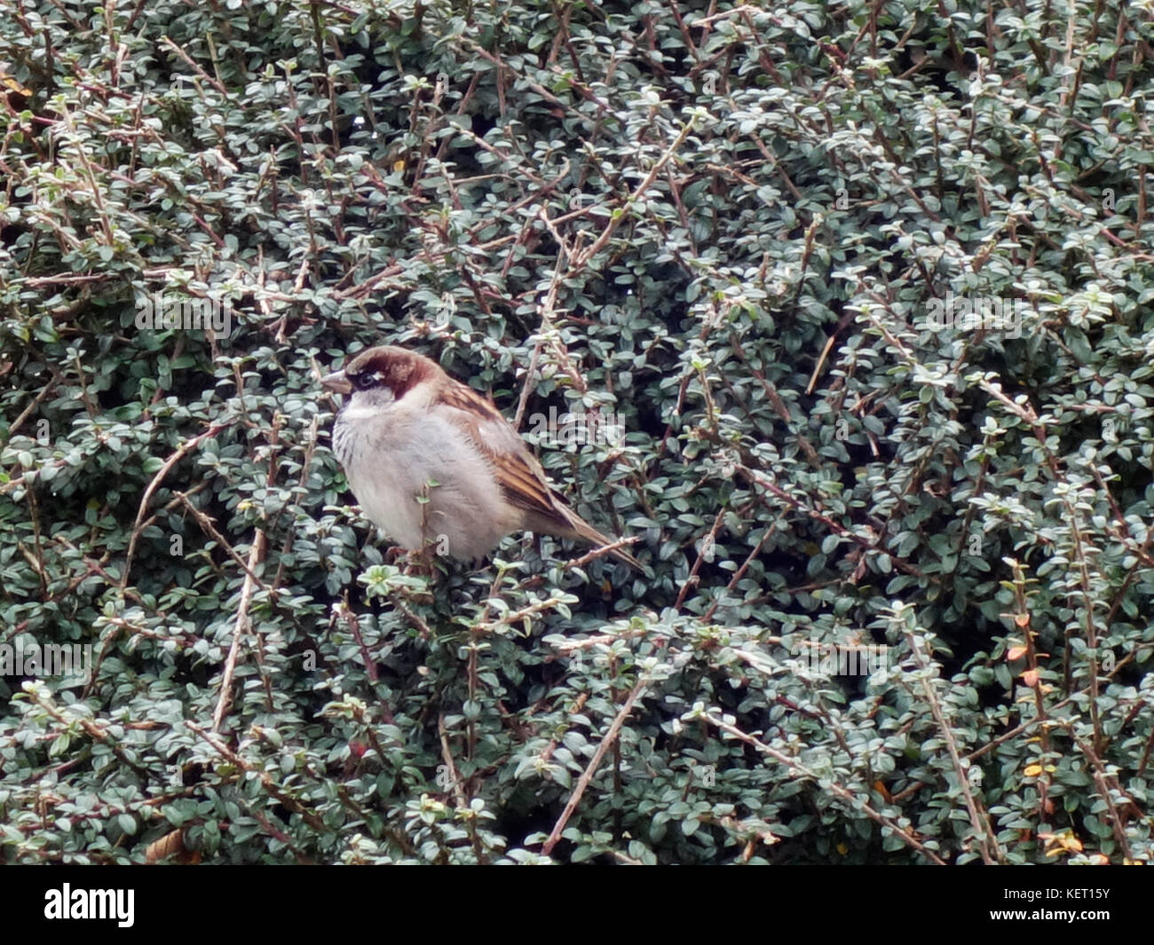 Sparrow in a bush hi-res stock photography and images - Alamy