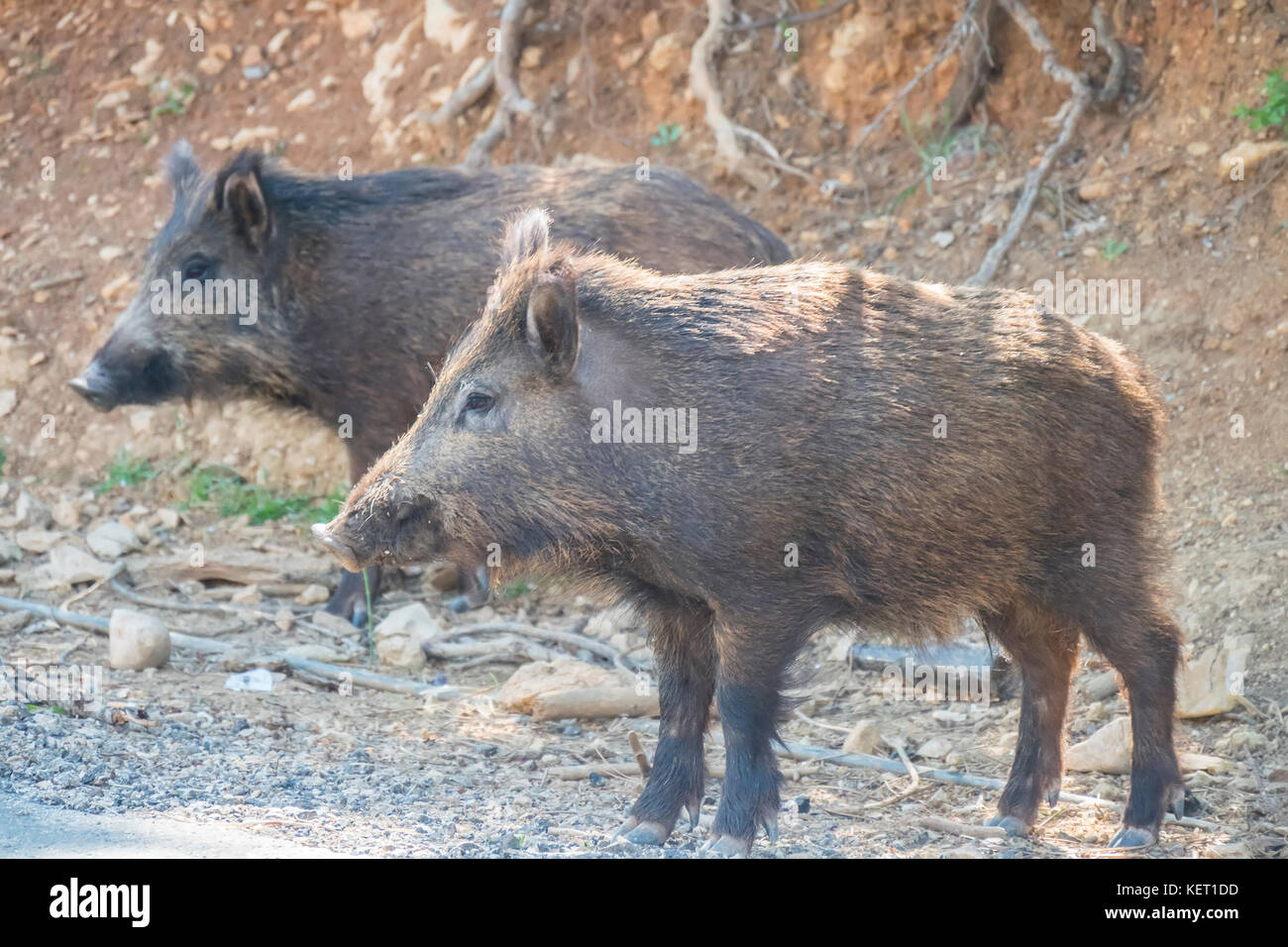 Wild boar in the forest, Cazorla, Jaen, Spain Stock Photo - Alamy