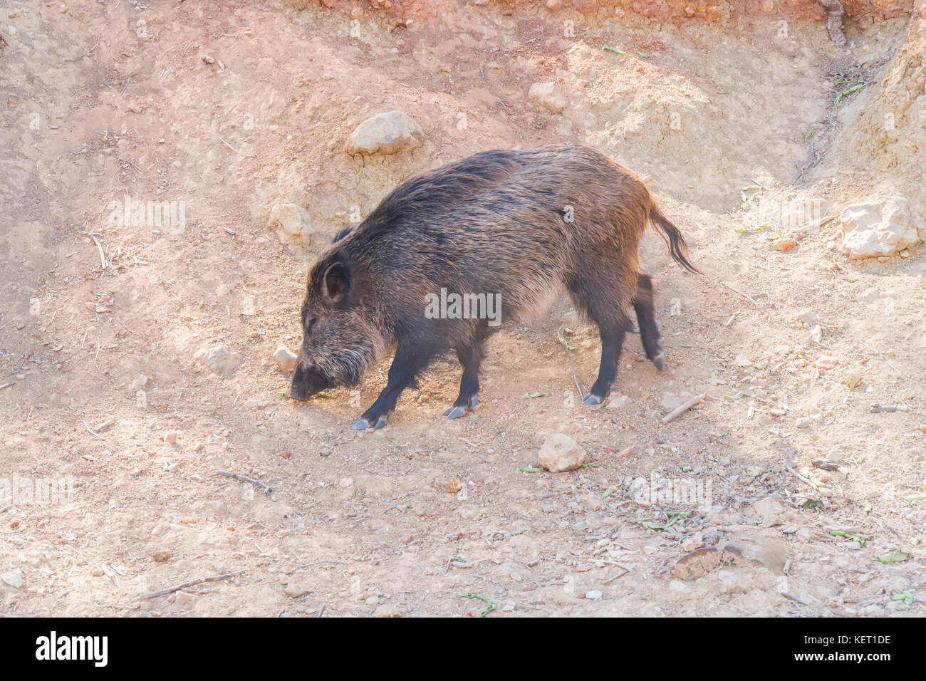 Wild boar in the forest, Cazorla, Jaen, Spain Stock Photo - Alamy