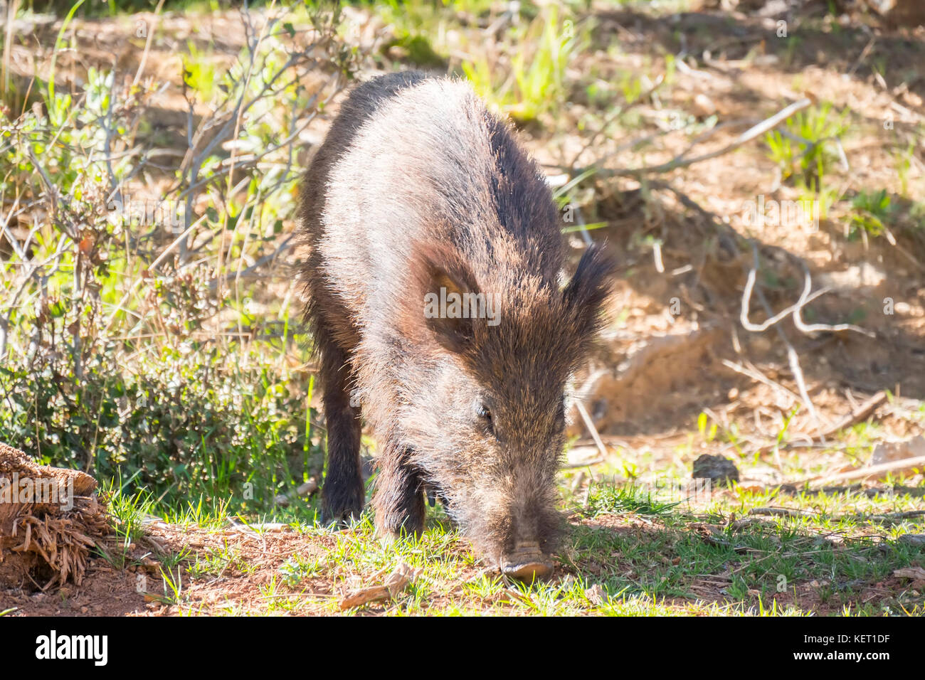 Wild boar in the forest, Cazorla, Jaen, Spain Stock Photo - Alamy