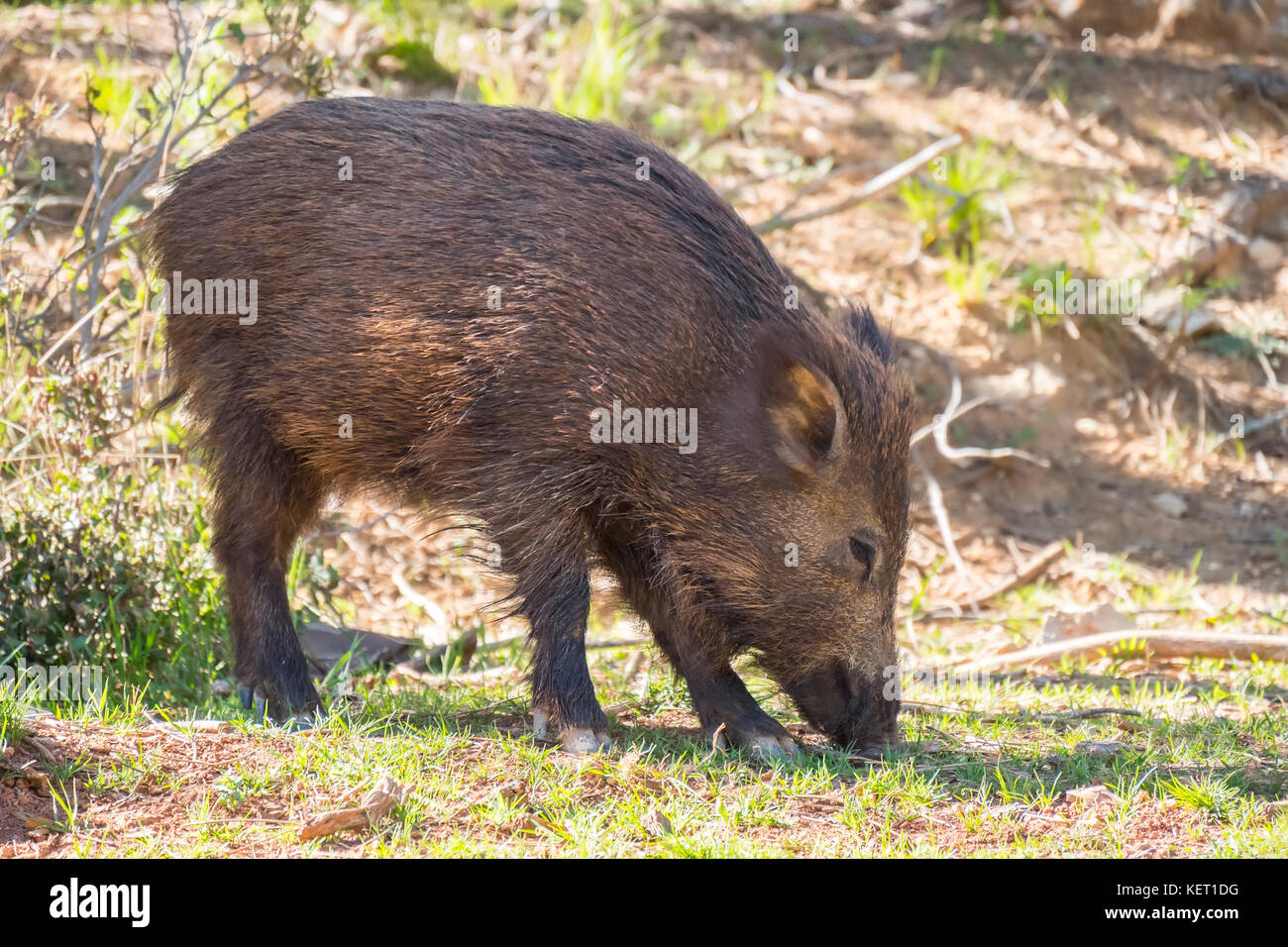 Wild boar in the forest, Cazorla, Jaen, Spain Stock Photo - Alamy