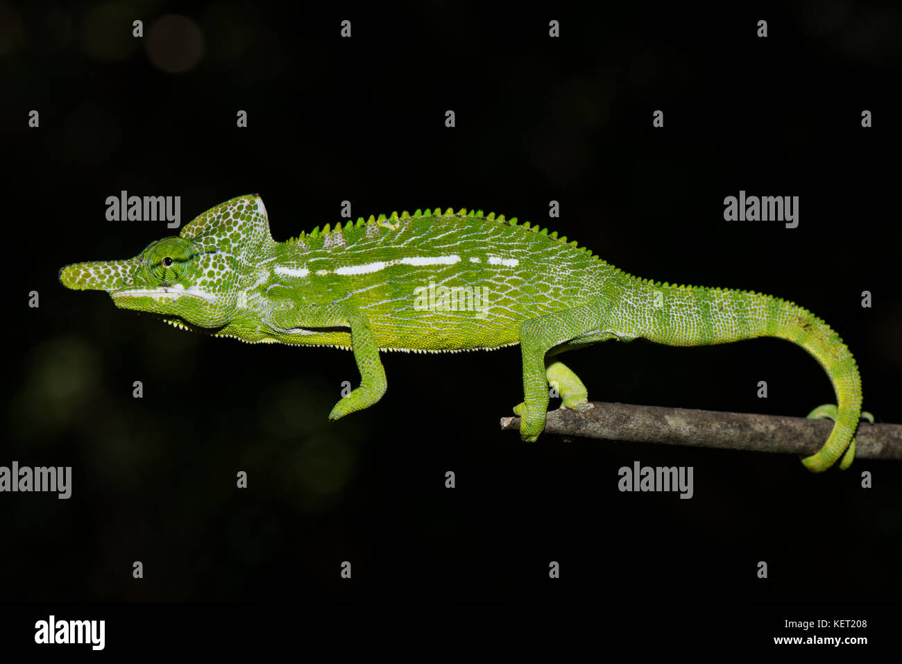 Labord’s chameleon hi-res stock photography and images - Alamy