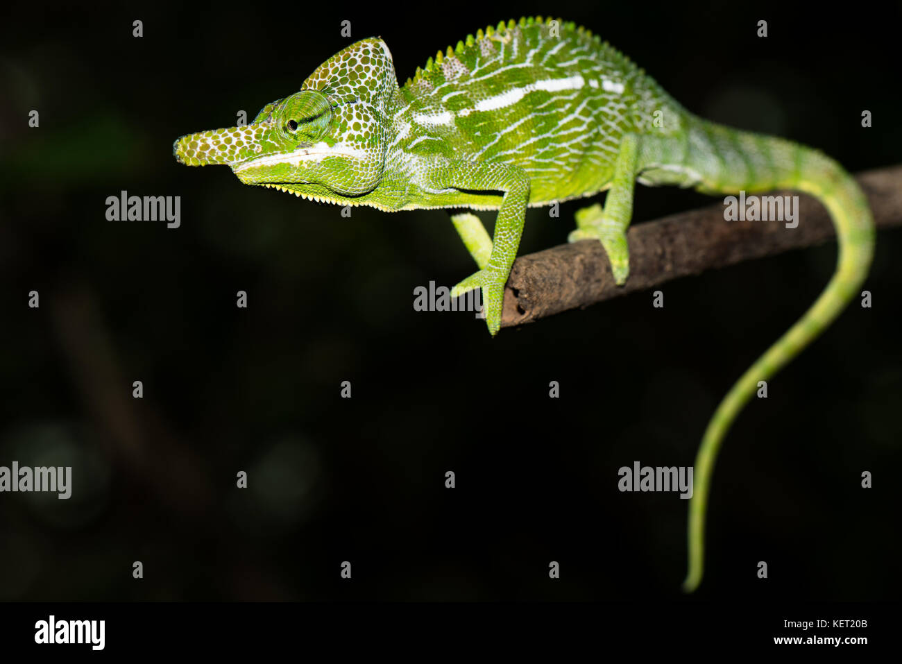 Labord's chameleon (Furcifer labordi), male, Kirindy National Park ...
