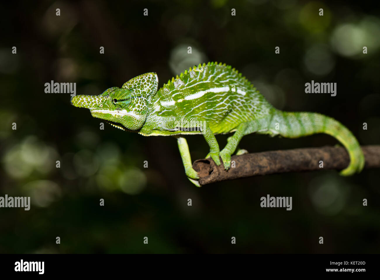 Labord's chameleon (Furcifer labordi), male, Kirindy National Park ...