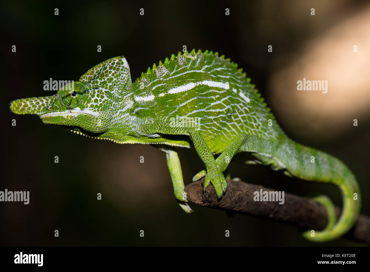 Labord's chameleon (Furcifer labordi), male, Kirindy National Park ...
