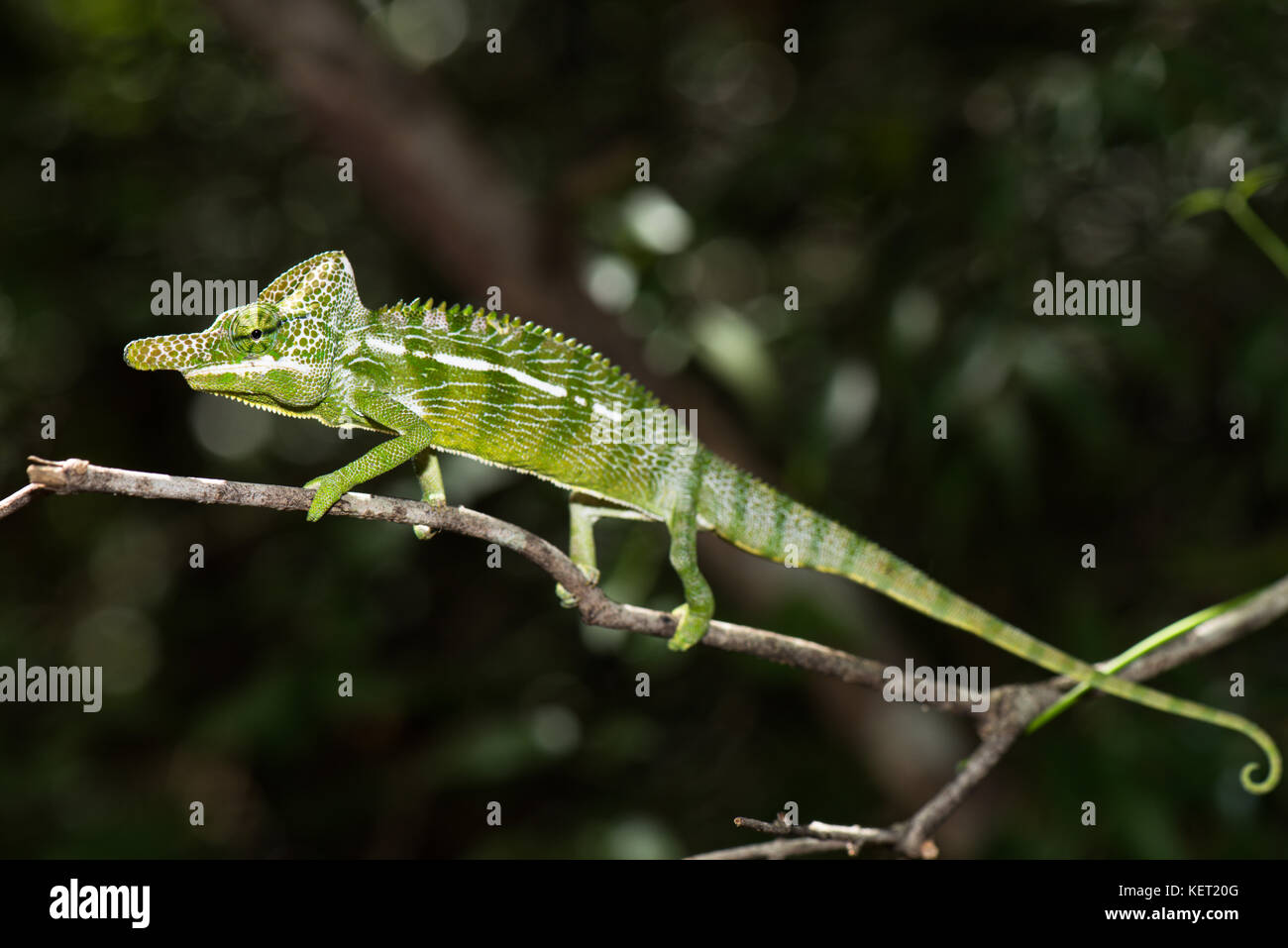Labord's chameleon (Furcifer labordi), male, Kirindy National Park ...