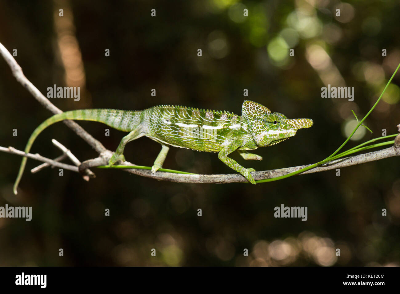 Labord's chameleon (Furcifer labordi), male, Kirindy National Park ...