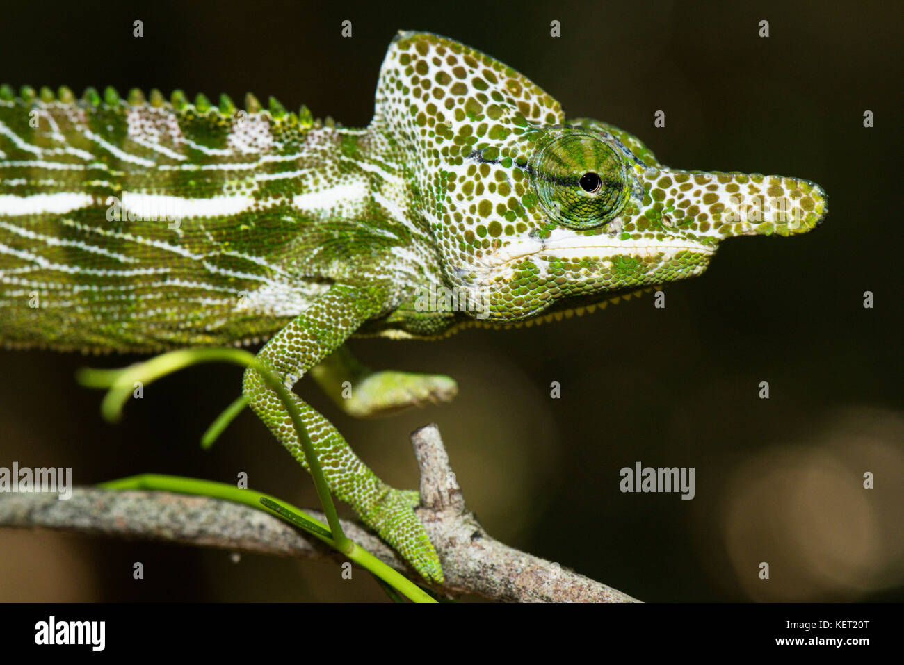 Labord's chameleon (Furcifer labordi), male, Kirindy National Park ...