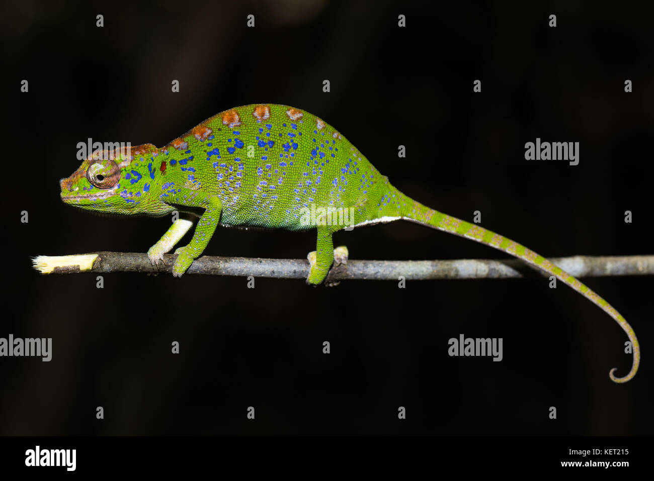 Labord's chameleon (Furcifer labordi), Female, Kirindy National Park ...