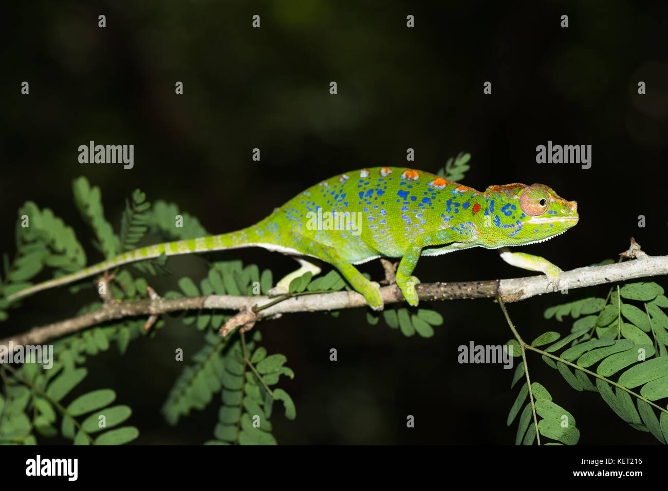 Labord's chameleon (Furcifer labordi), Female, Kirindy National Park ...