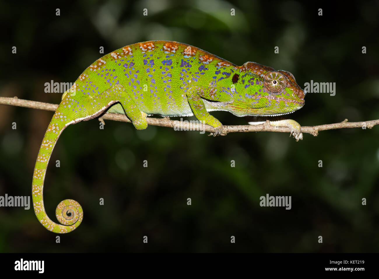Labord's chameleon (Furcifer labordi), Female, Kirindy National Park ...