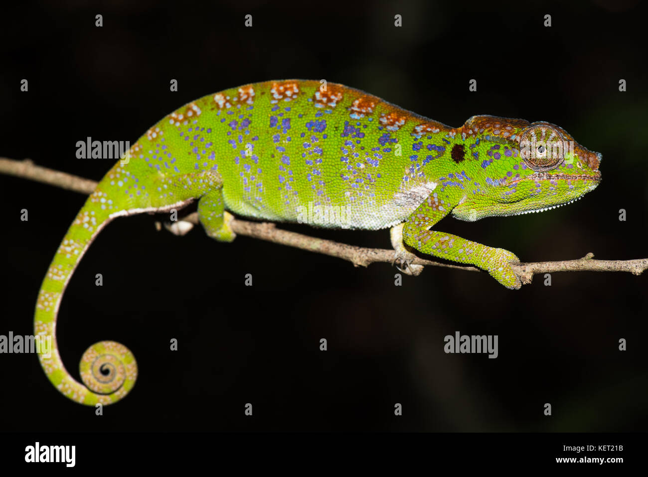 Labord's chameleon (Furcifer labordi), Female, Kirindy National Park ...