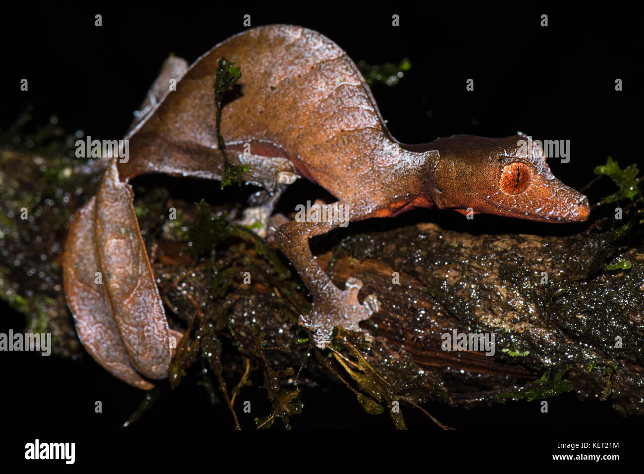 Satanic leaf tailed gecko female hi-res stock photography and images ...