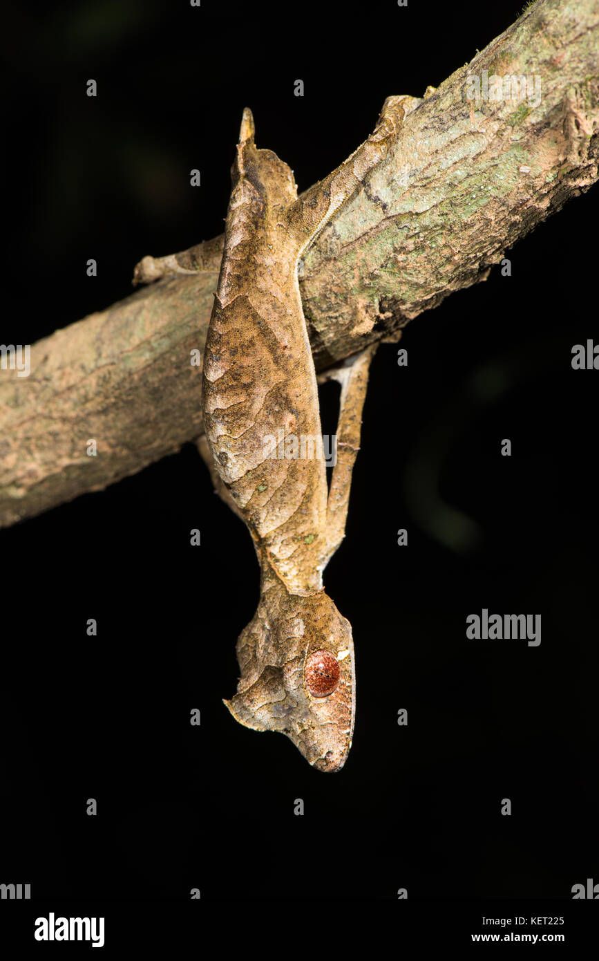 Satanic Leaf Tailed Gecko (Uroplatus phantasticus) hangs on branch ...