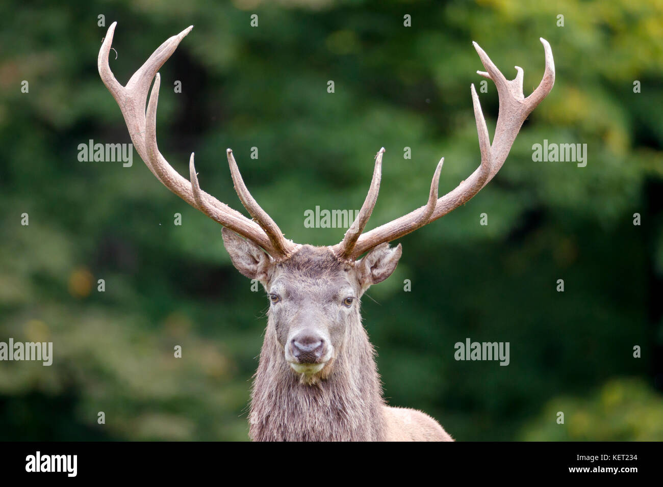 Red deer (Cervus elaphus), animal portrait, captive, Germany Stock ...