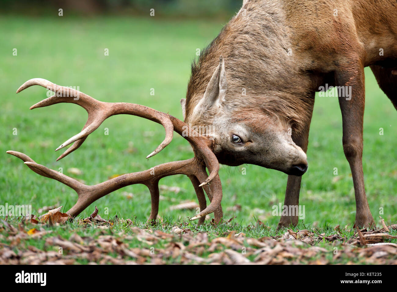 Red deer (Cervus elaphus), rut, animal portrait, captive, Germany Stock ...