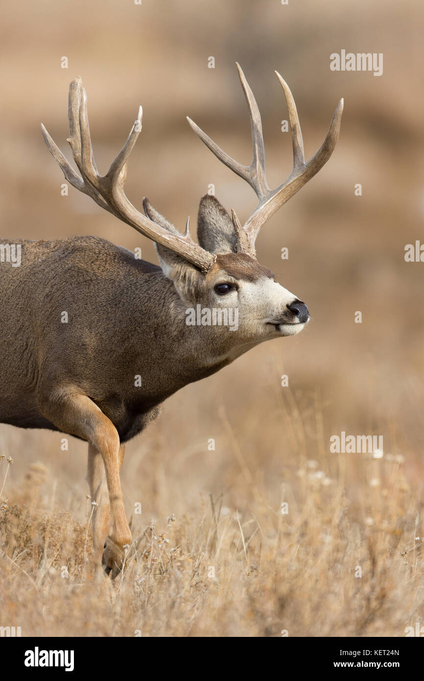 Trophy mule deer buck during autumn rut in Colorado Stock Photo - Alamy
