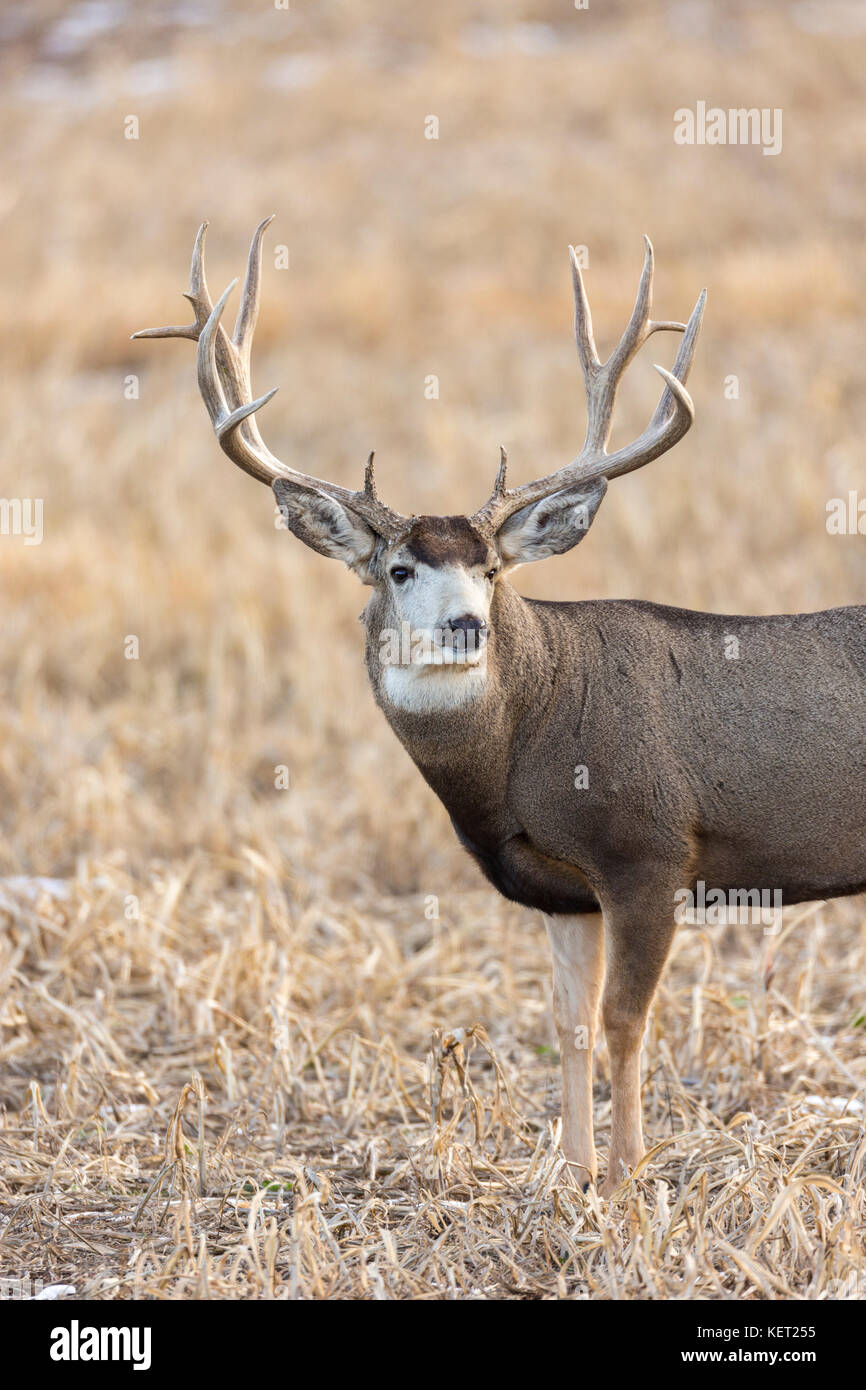Trophy mule deer buck during autumn rut in Colorado Stock Photo - Alamy