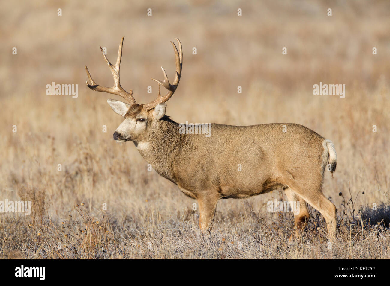 Trophy mule deer buck during autumn rut in Colorado Stock Photo - Alamy