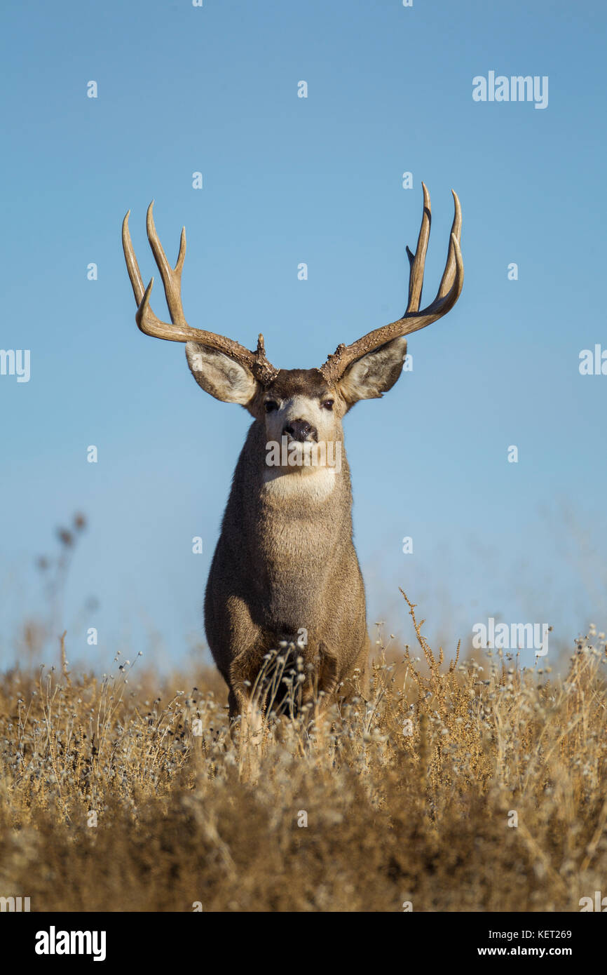 Trophy mule deer buck during autumn rut in Colorado Stock Photo - Alamy