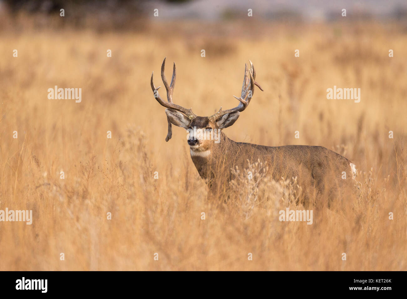 Mule deer buck during the rut Stock Photo - Alamy