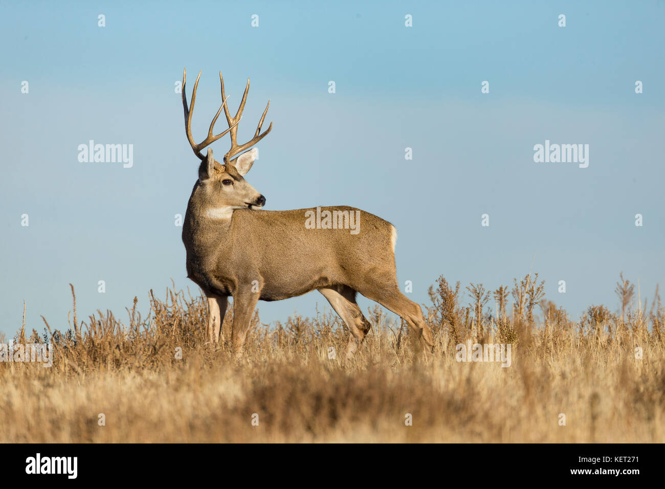 Mule deer buck during the rut Stock Photo - Alamy
