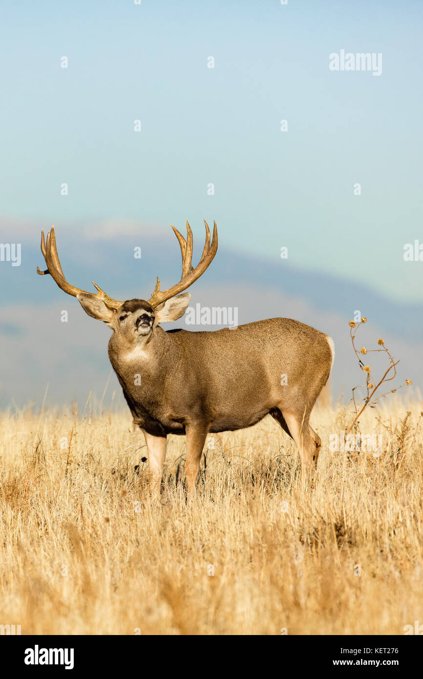 Trophy sized mule deer buck during autumn rut Stock Photo - Alamy