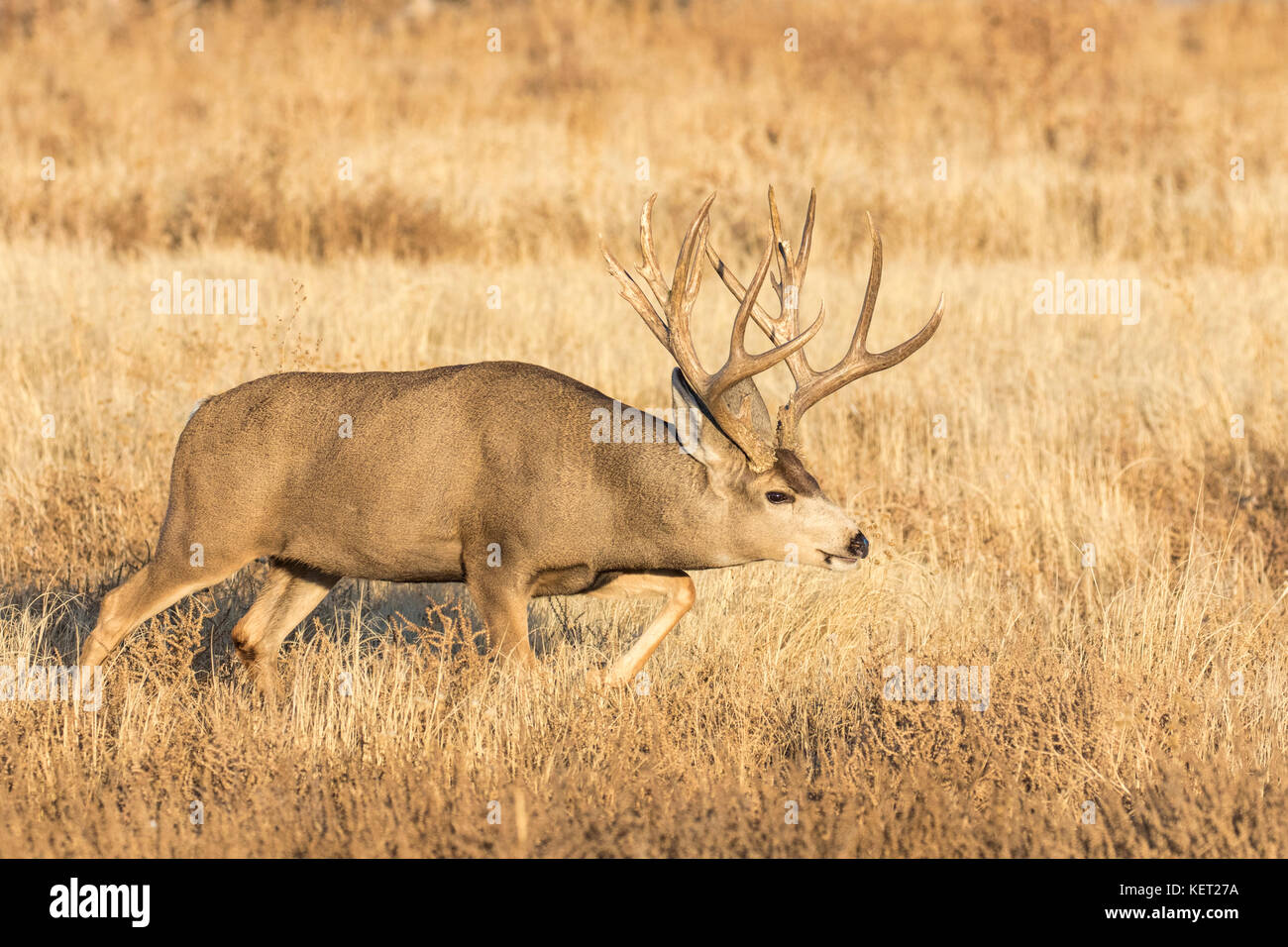 Trophy mule deer buck during autumn rut in Colorado Stock Photo - Alamy