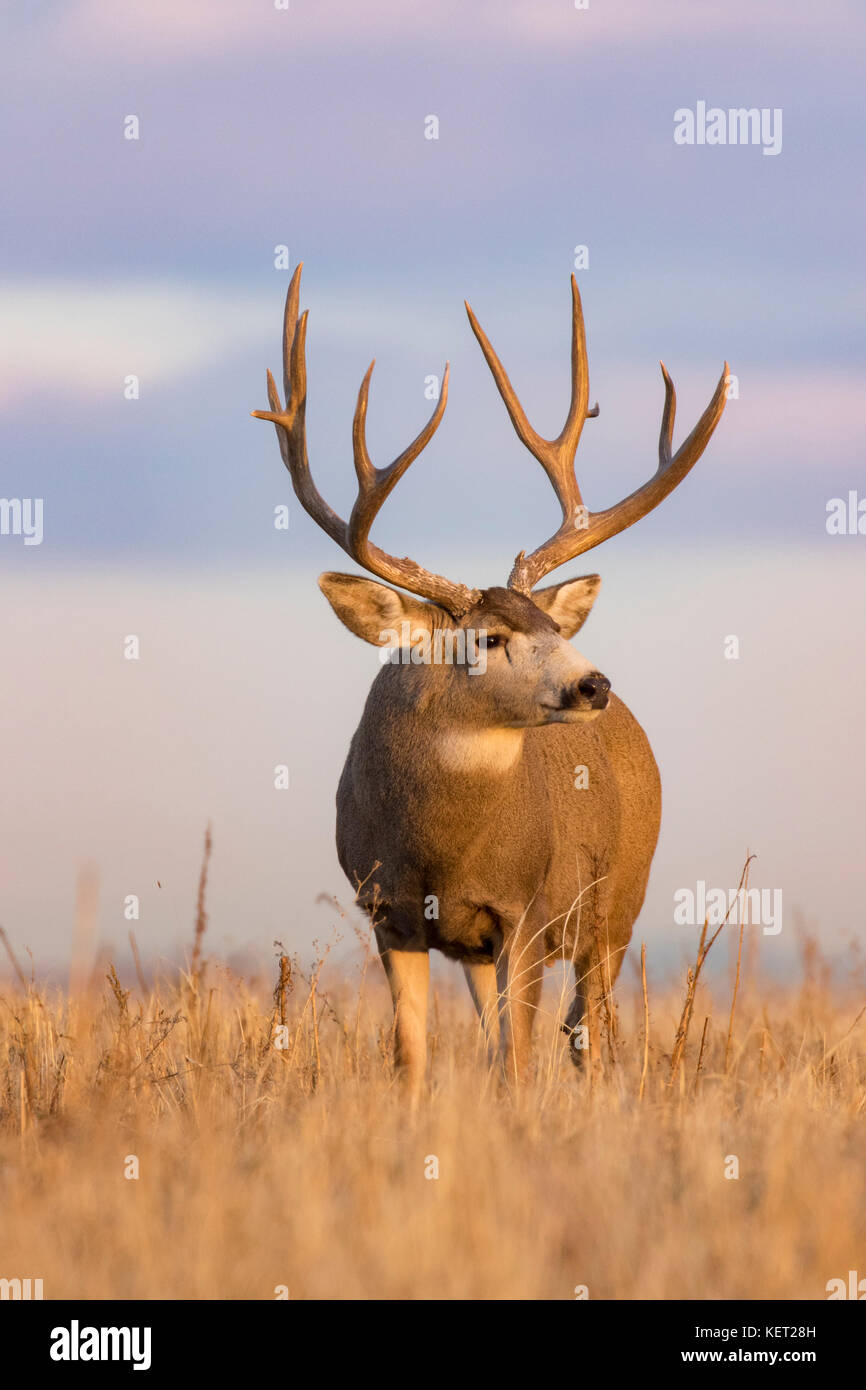 Trophy mule deer buck during autumn rut in Colorado Stock Photo - Alamy