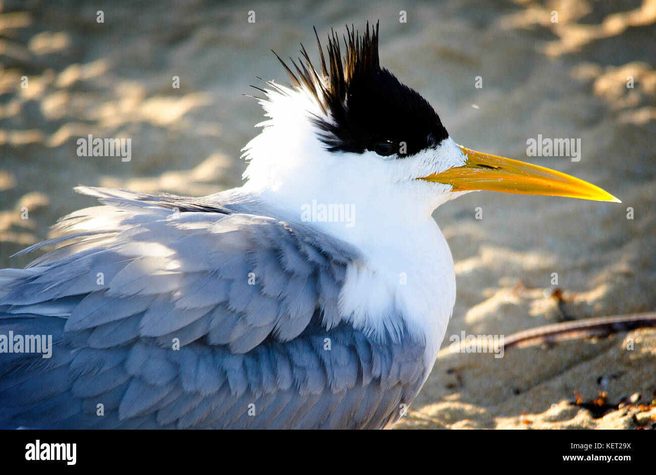 Greater Crested Tern (Thalasseus bergii), Penguin Island, Shoalwater ...