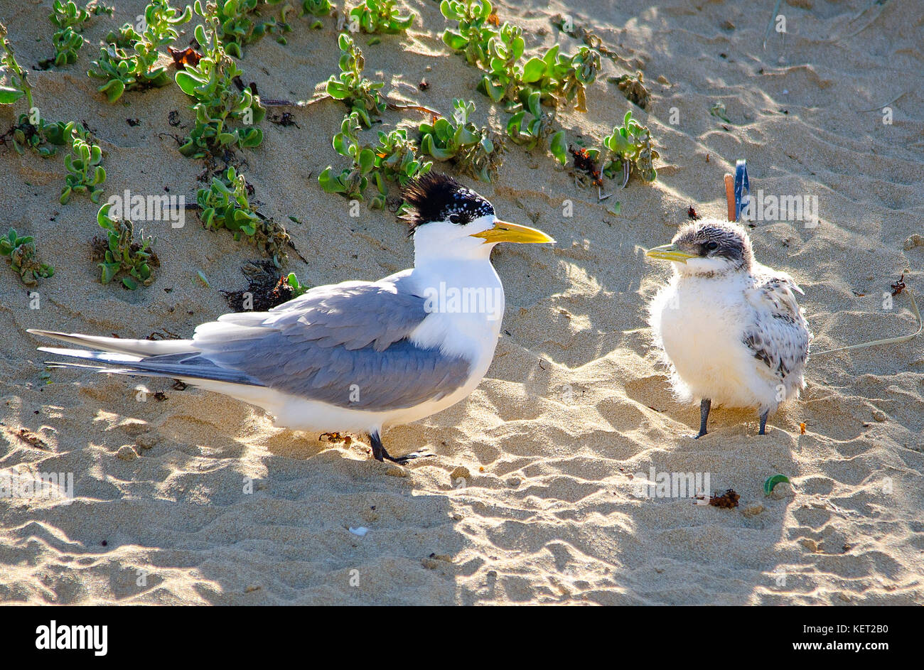 Australia the greater crested tern hi-res stock photography and images ...