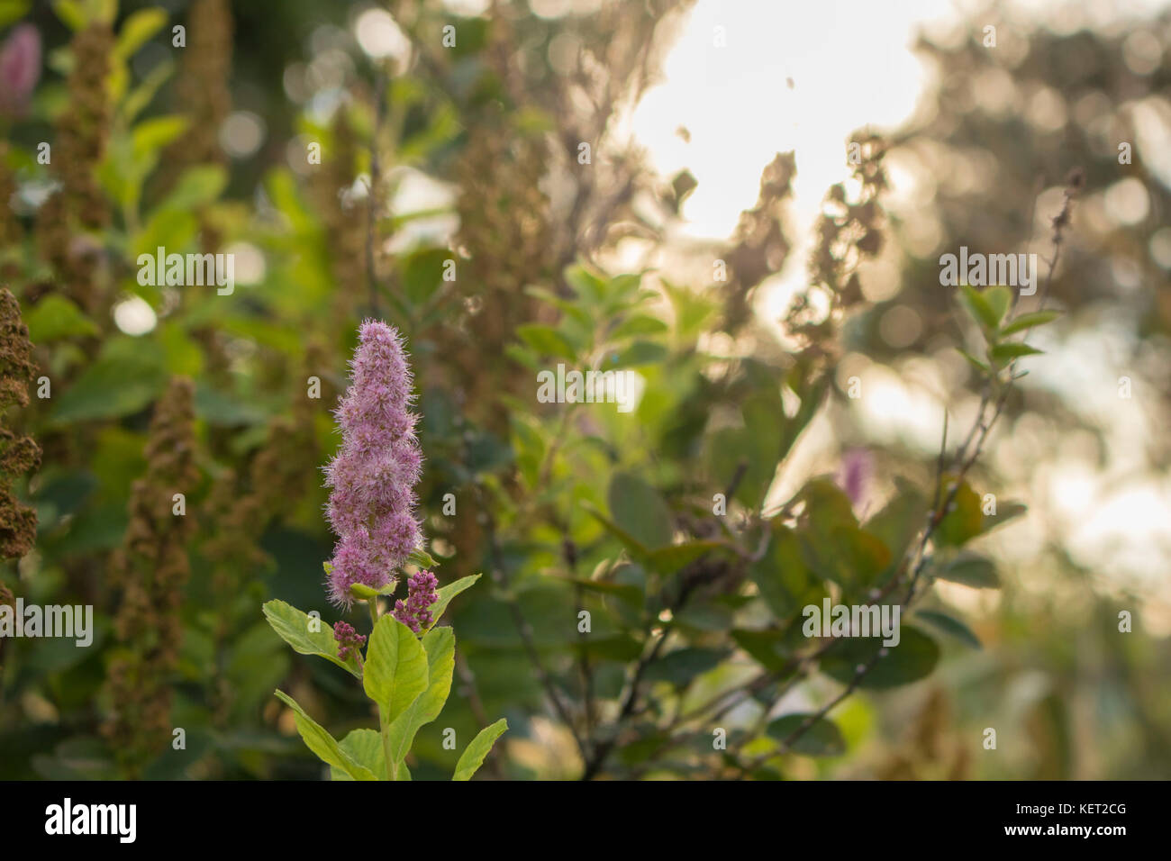 Beautiful nature, as all nature is and always will be Stock Photo - Alamy