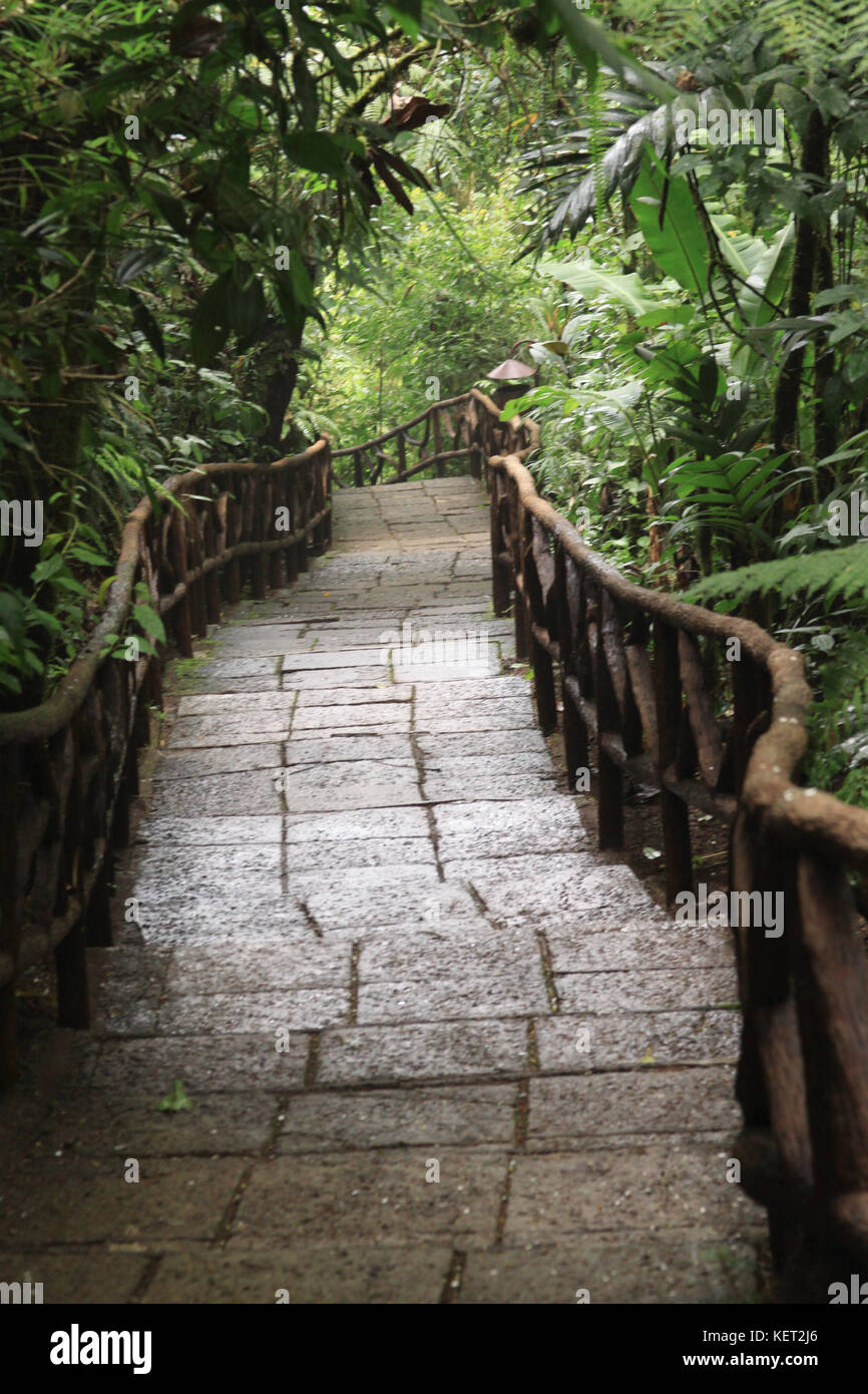 Pathway in forest in Costa Rica Stock Photo - Alamy