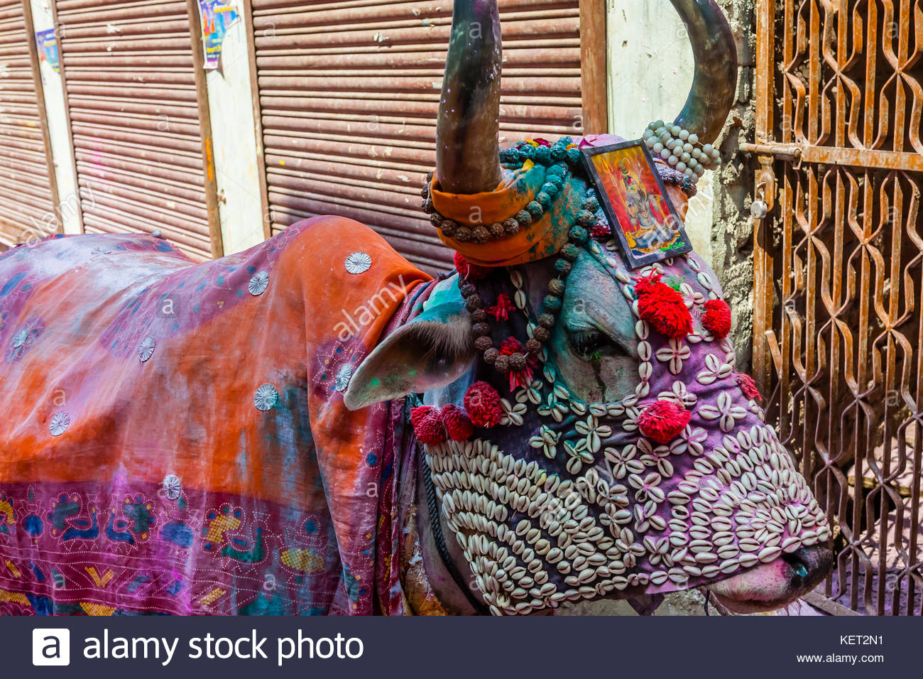 Hindu Cow Festival High Resolution Stock Photography and Images - Alamy