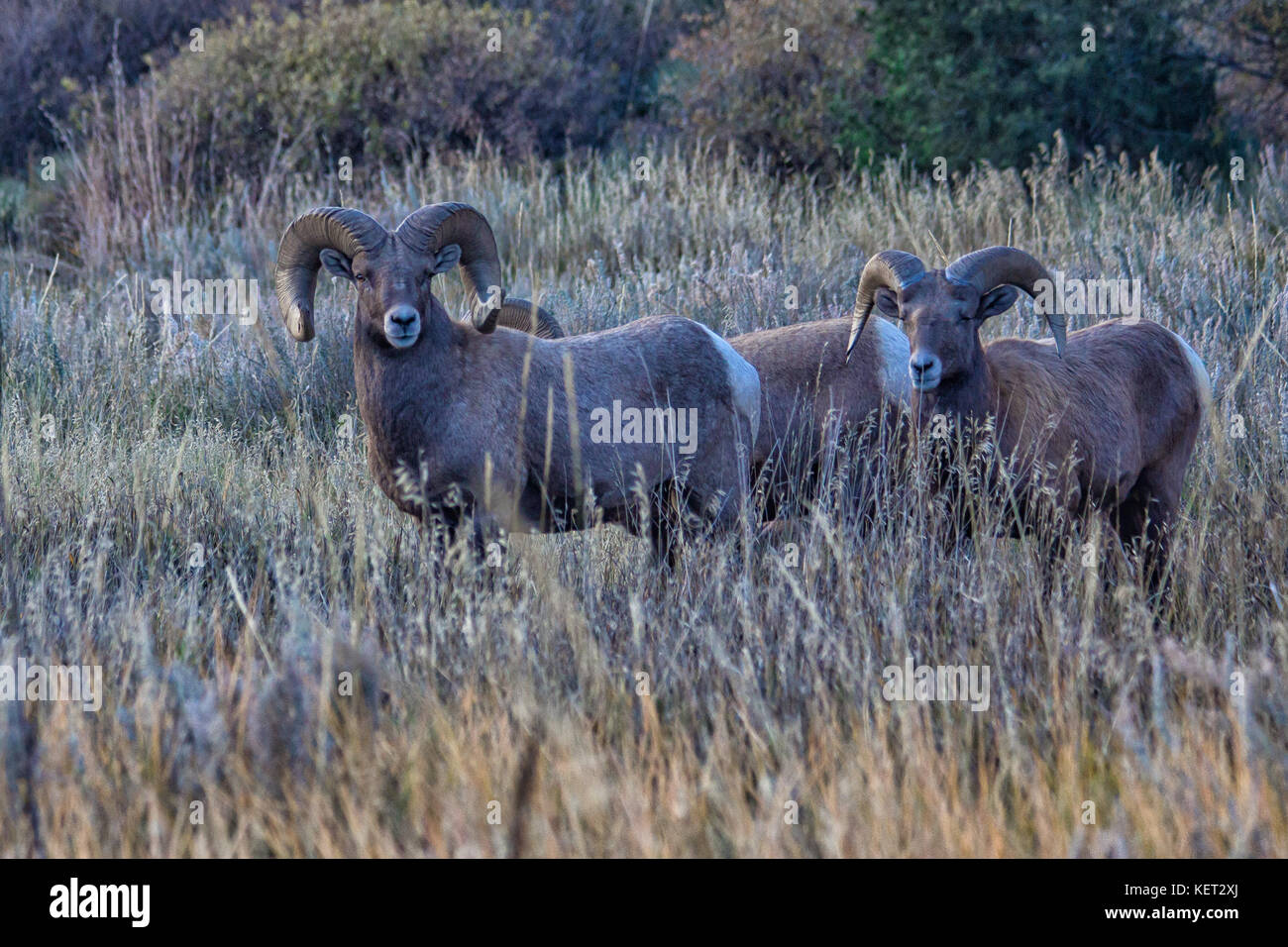 big horn sheep at garden of the gods Stock Photo - Alamy