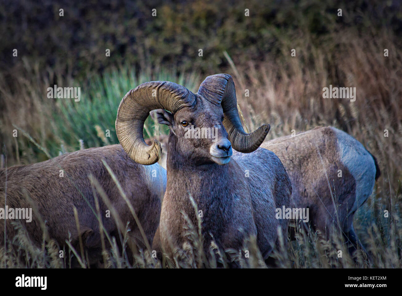 big horn sheep at garden of the gods Stock Photo - Alamy
