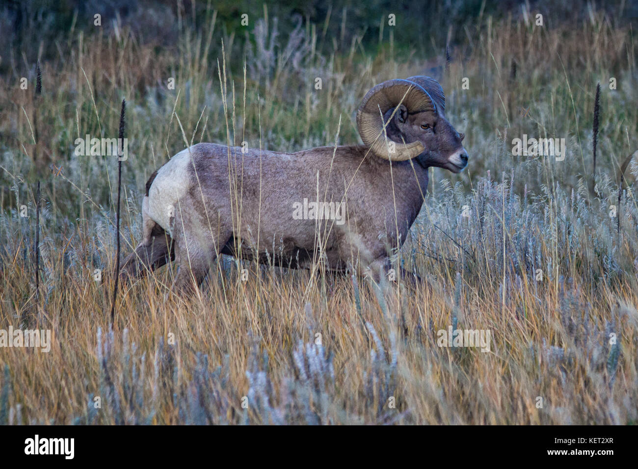 big horn sheep at garden of the gods Stock Photo - Alamy