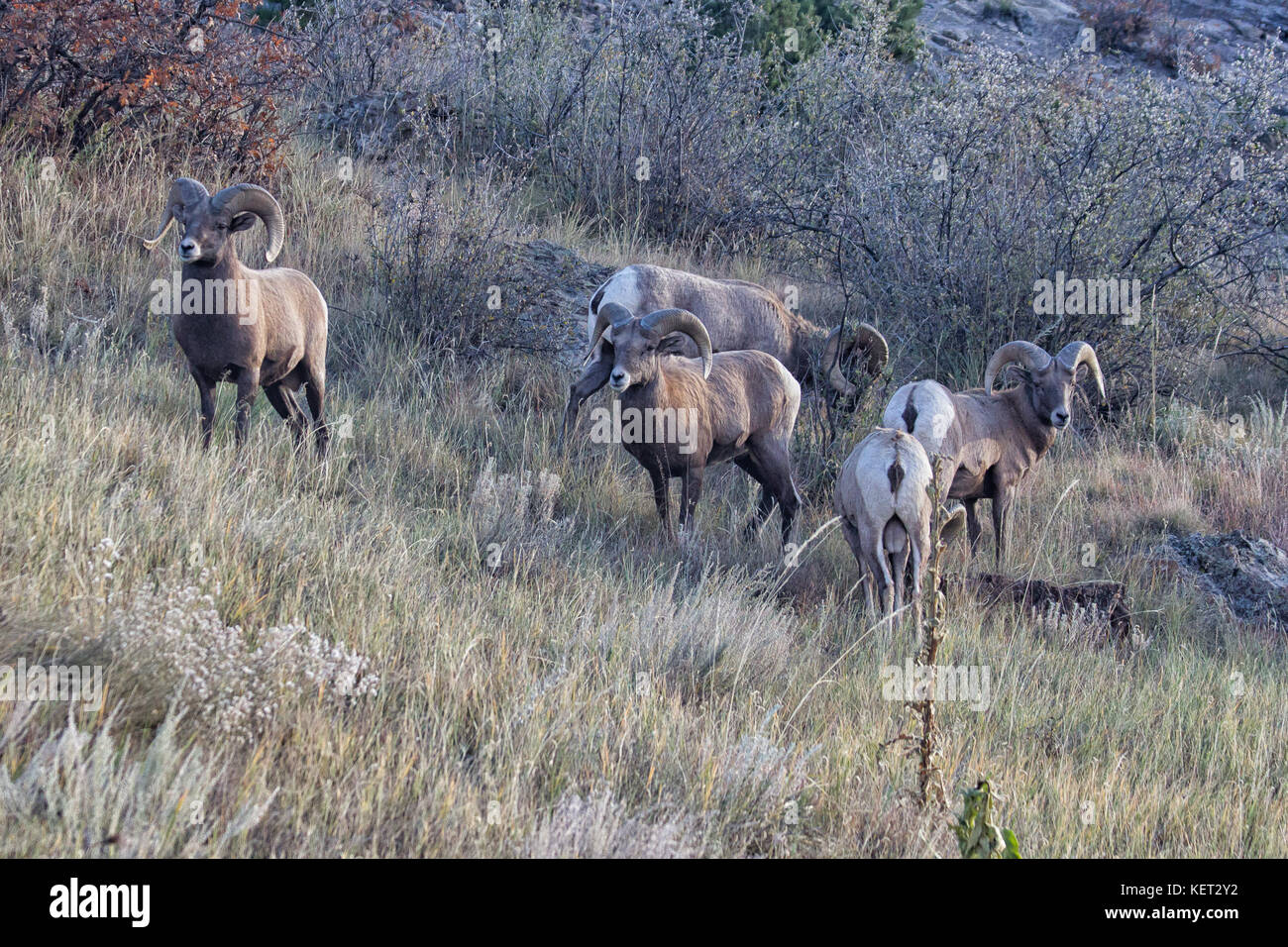 big horn sheep at garden of the gods Stock Photo - Alamy