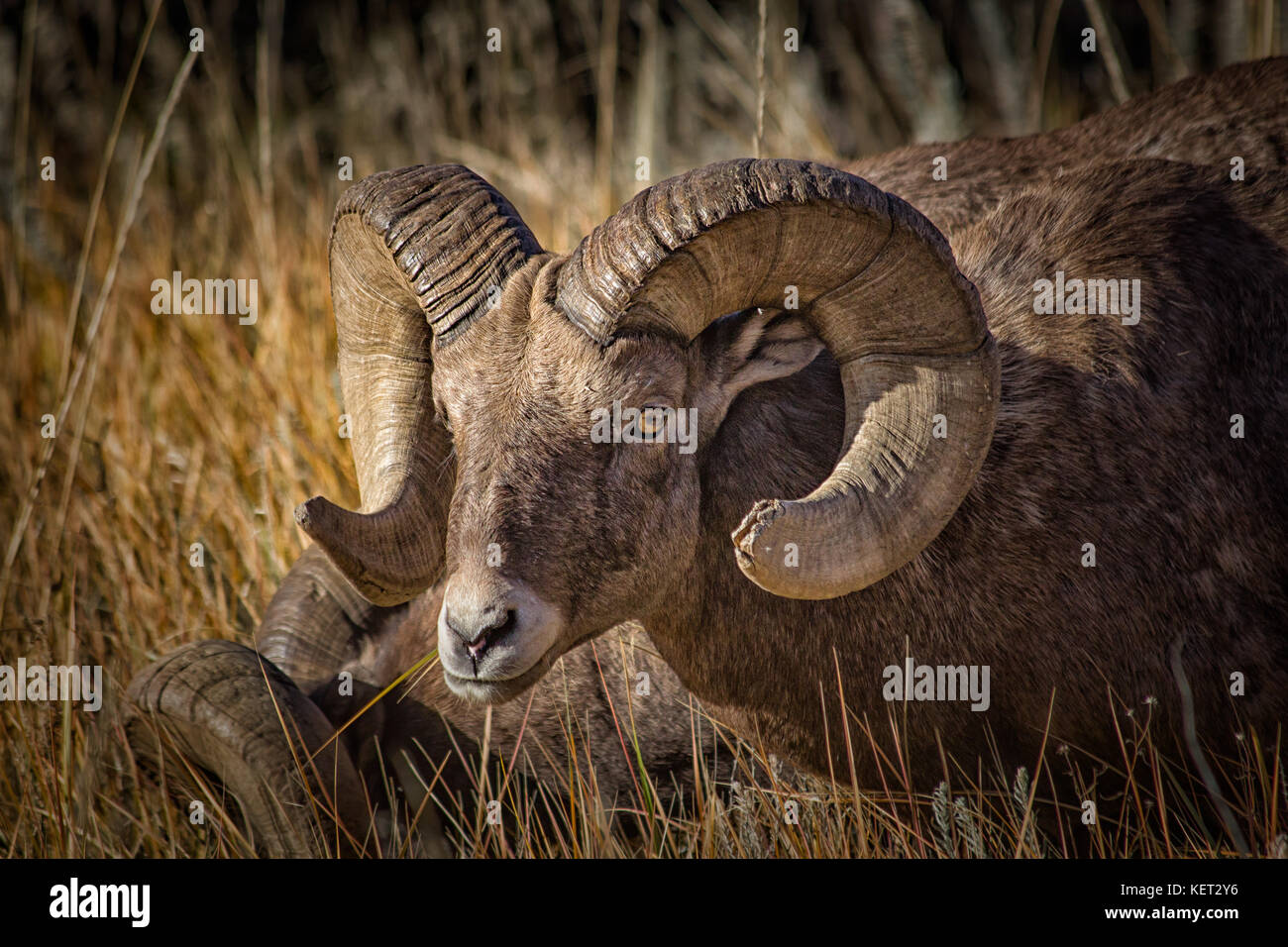 big horn sheep at garden of the gods Stock Photo - Alamy