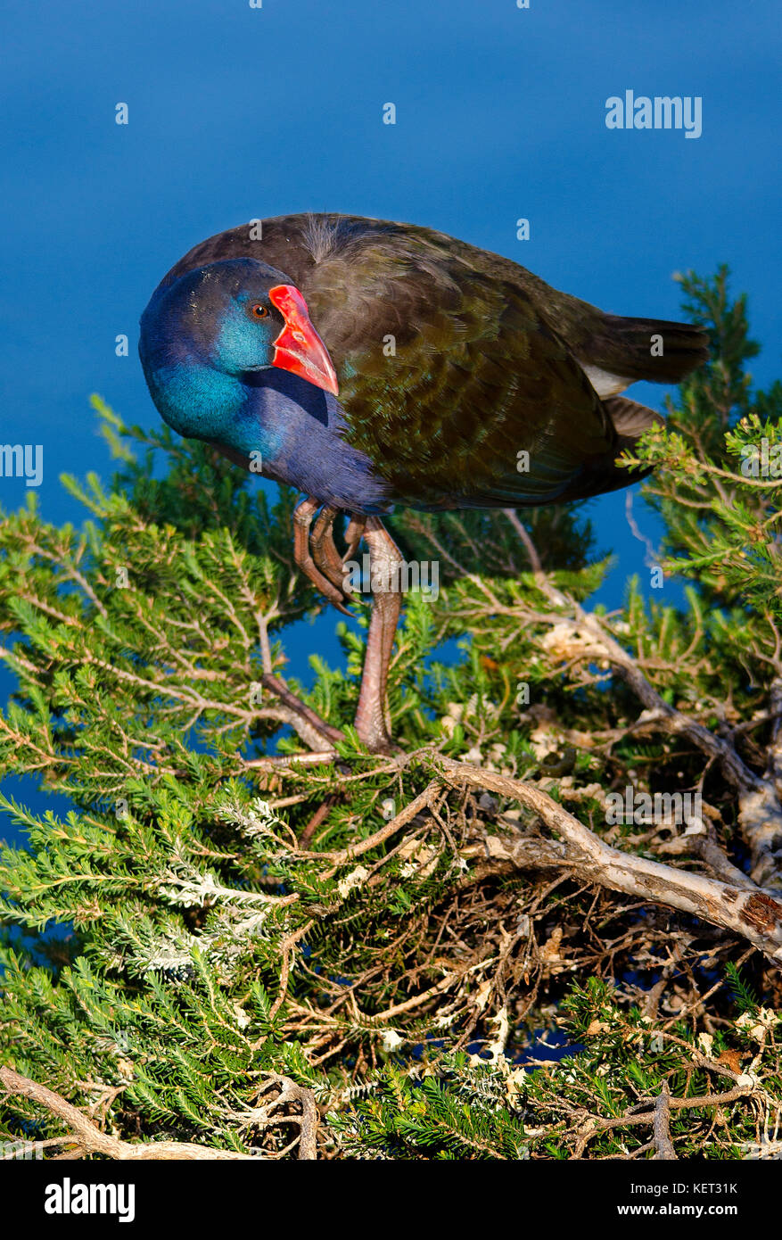 White breasted swamphen hi-res stock photography and images - Alamy