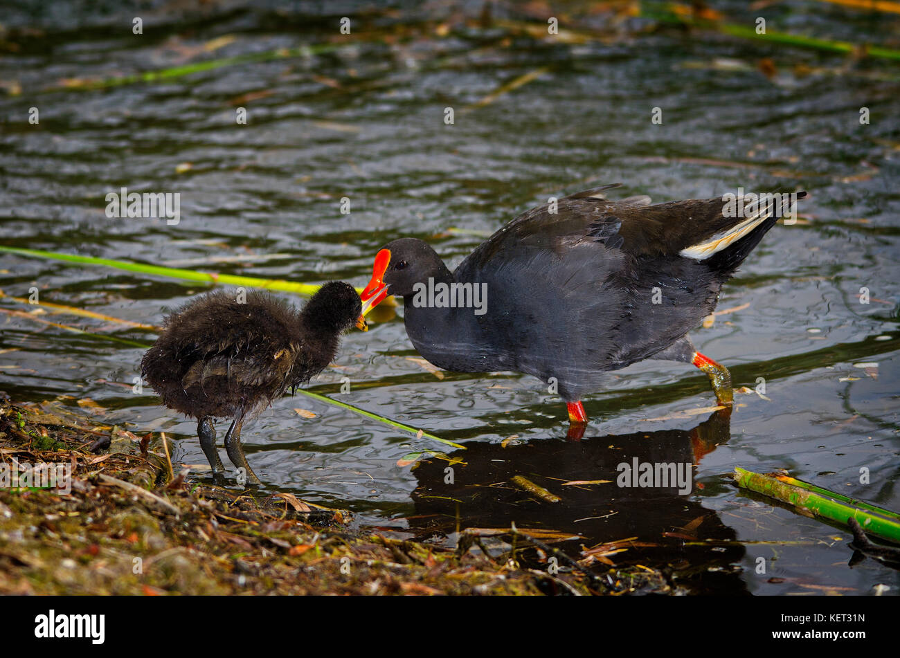 Macquarie waterhen hi-res stock photography and images - Alamy