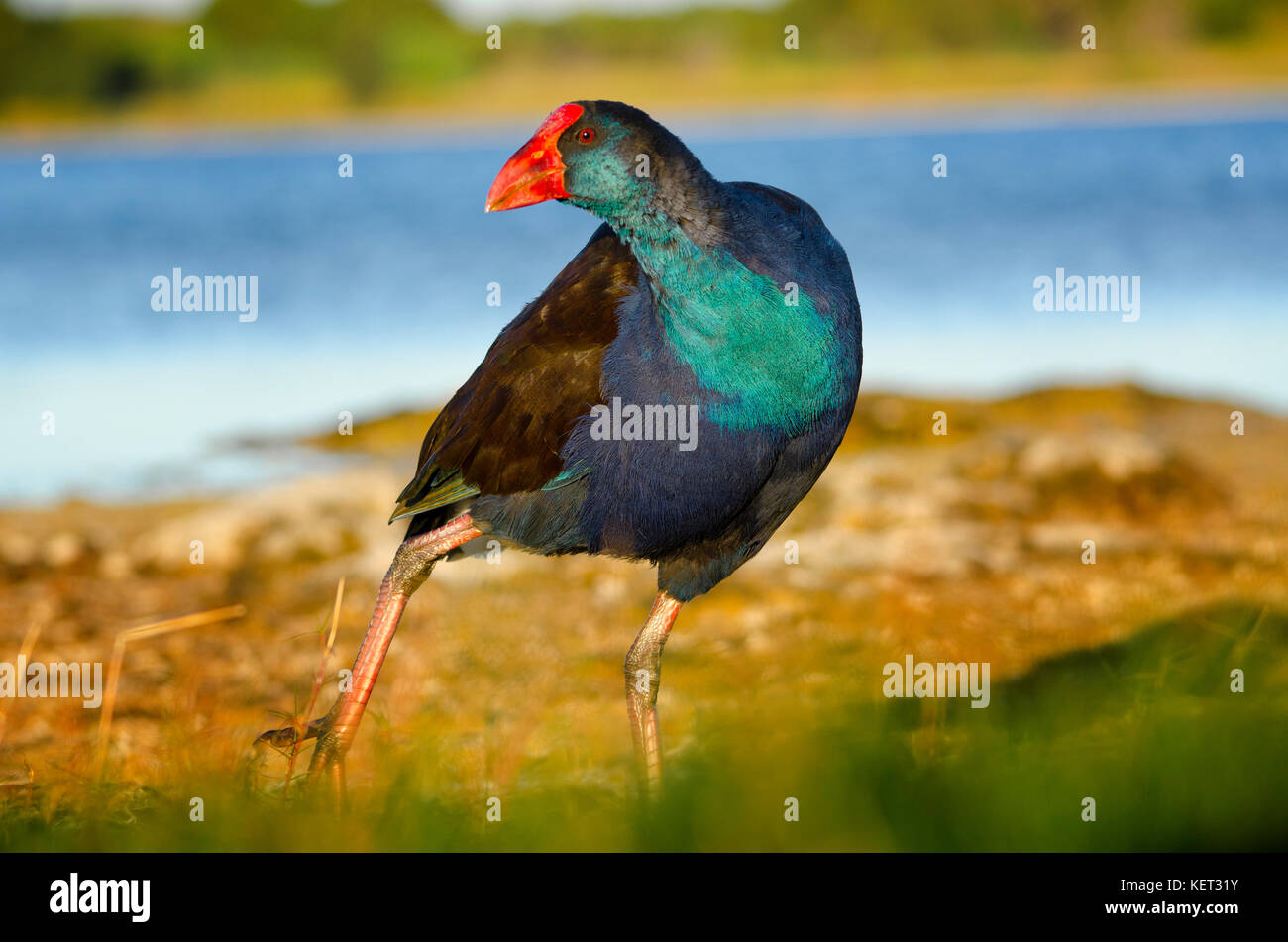 Purple Swamp Hen (Porphyrio porphyrio) walking on shore of Lake ...