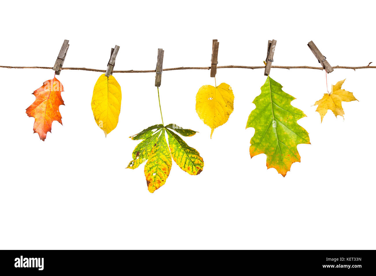 Abstraction. Rope with dried autumn leaves on a white background Stock ...