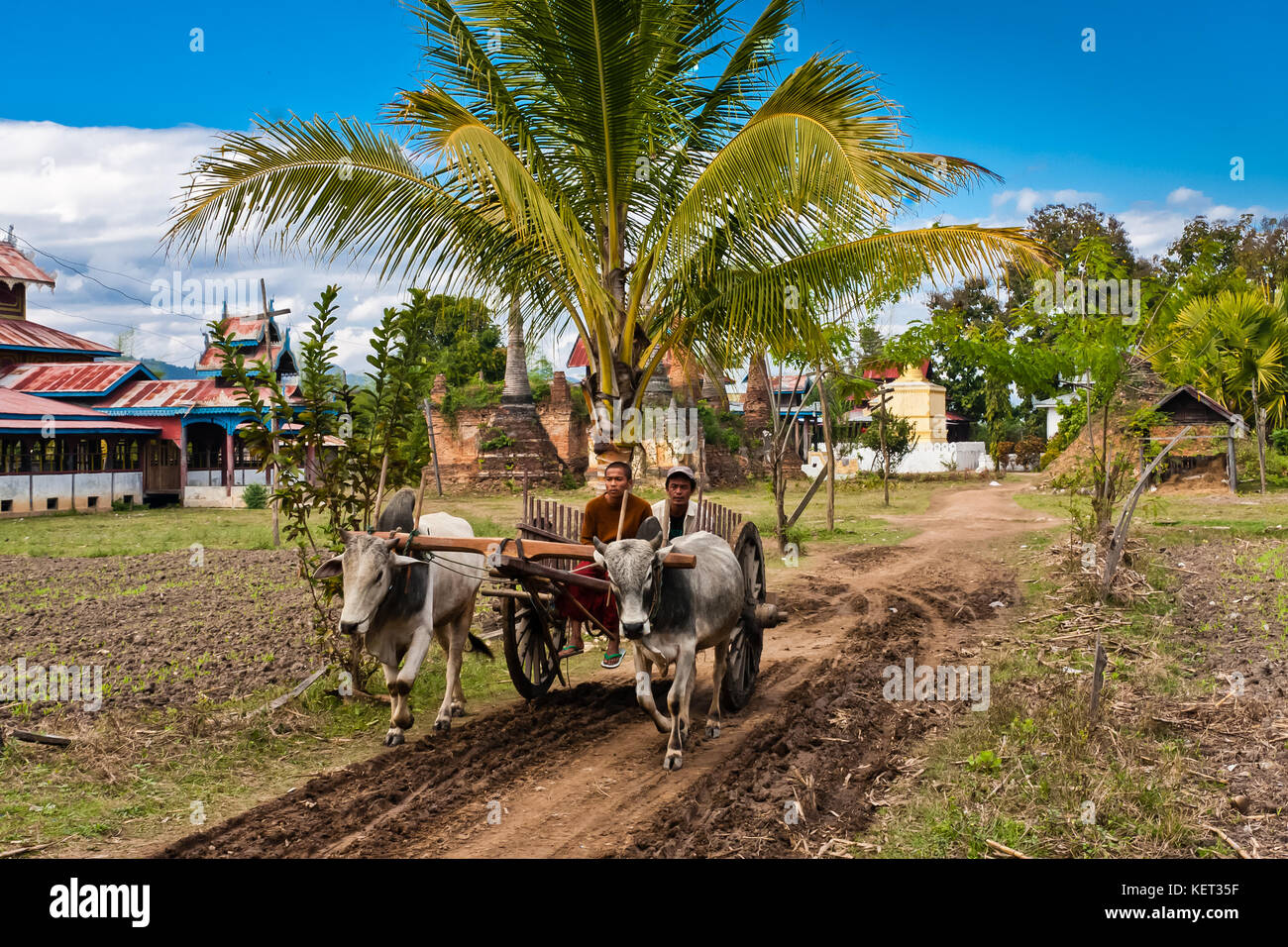 People of Sagar Village on a zebu-driven carriage, Taunggyi, Myanmar ...