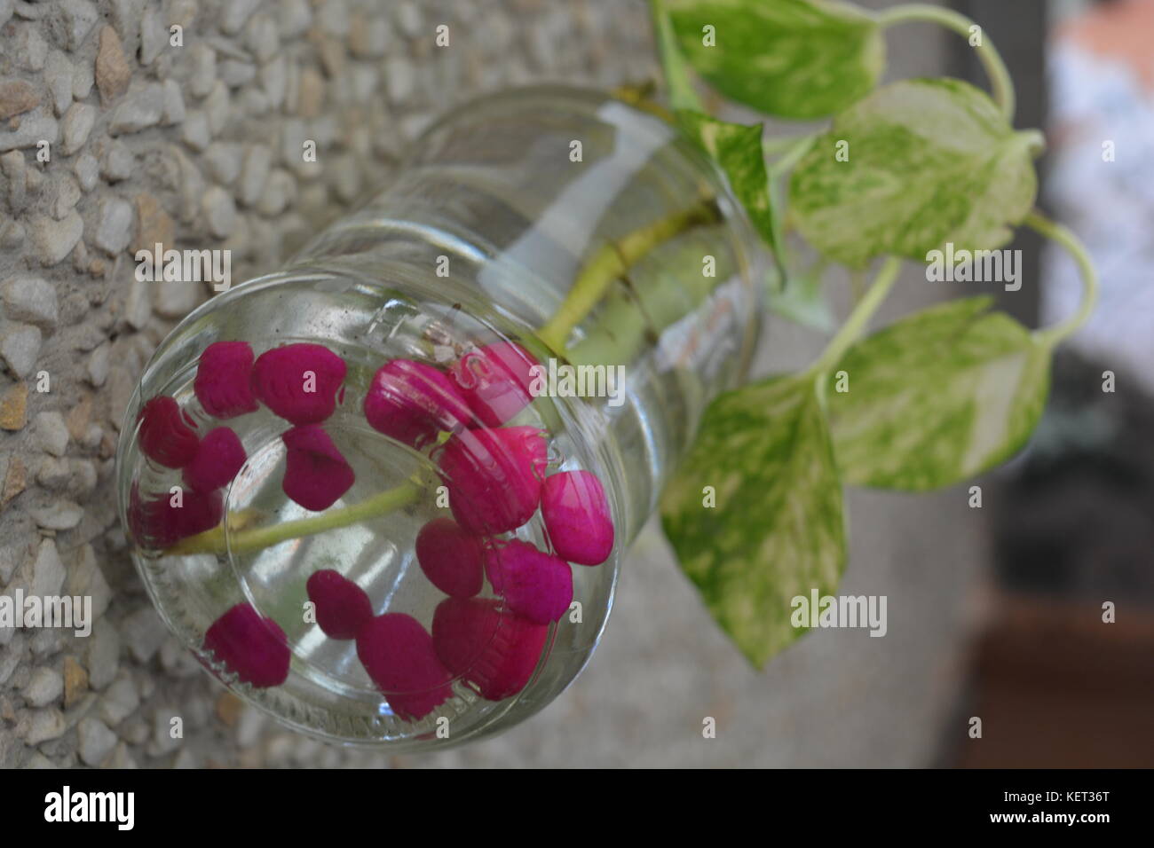 Pink Pebble Money plant in water with stone wall background pattern ...