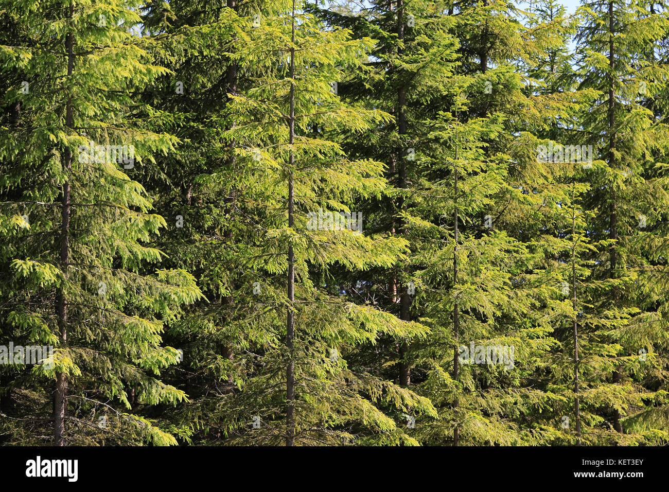 Picea trees hi-res stock photography and images - Alamy