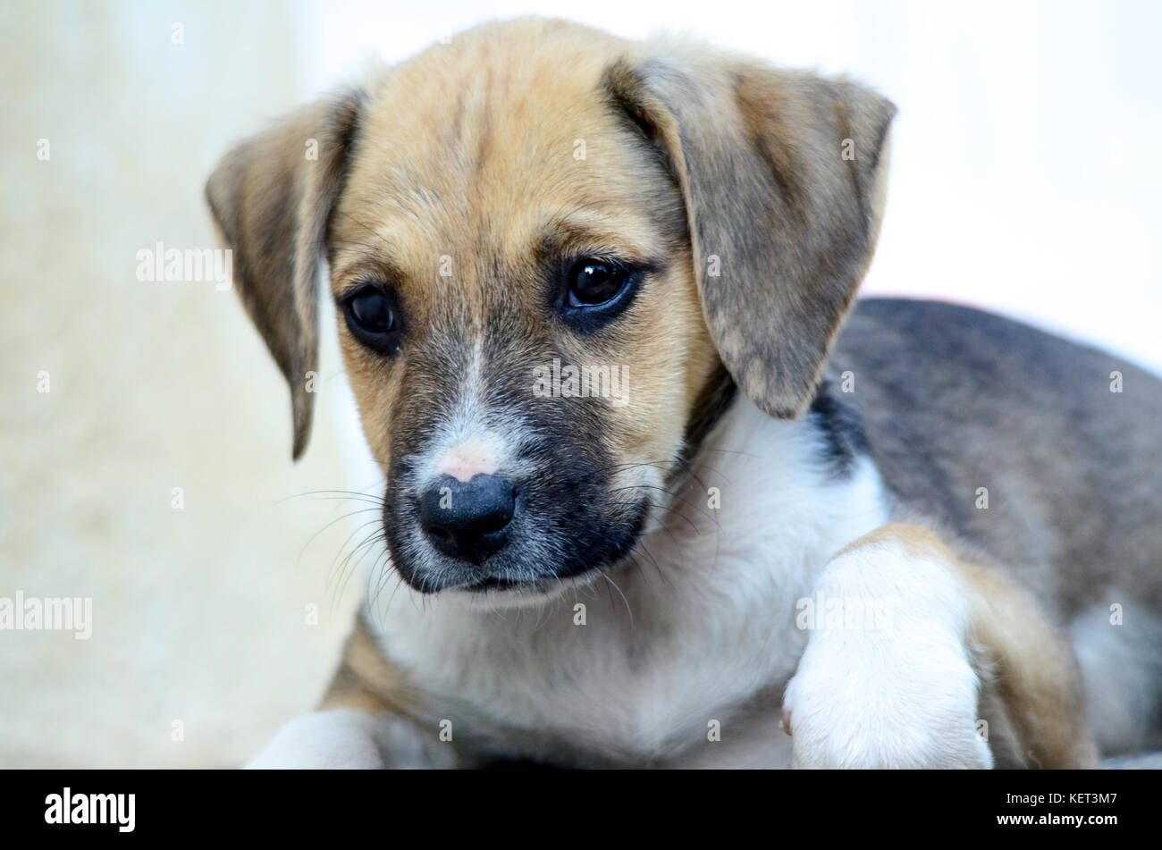 Picture of a Cute puppies two month old Stock Photo - Alamy