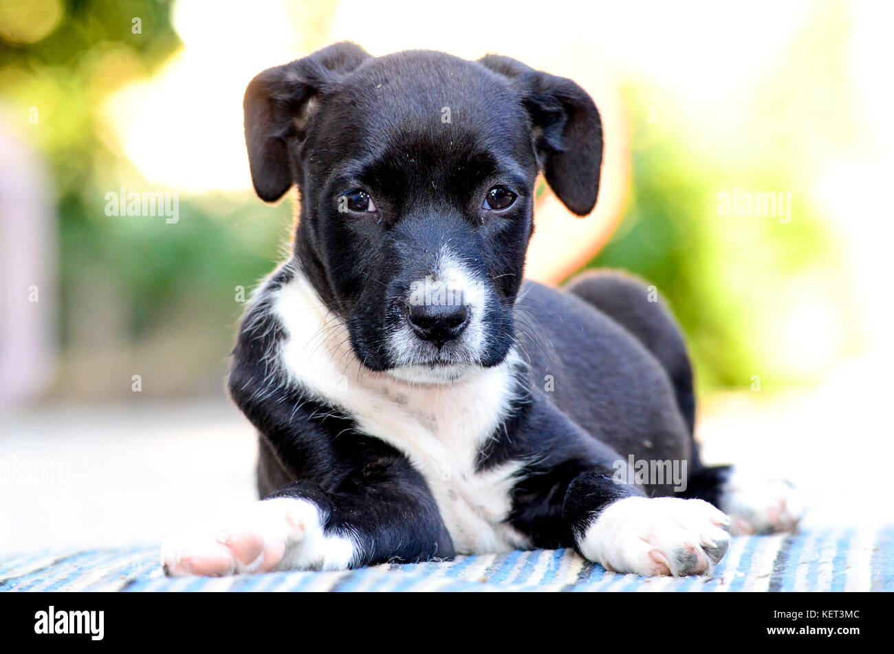 Picture of a Cute puppies two month old Stock Photo - Alamy