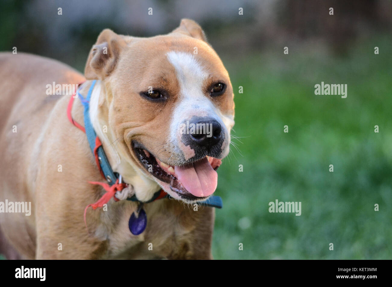 Picture of a Cute puppies two month old Stock Photo - Alamy